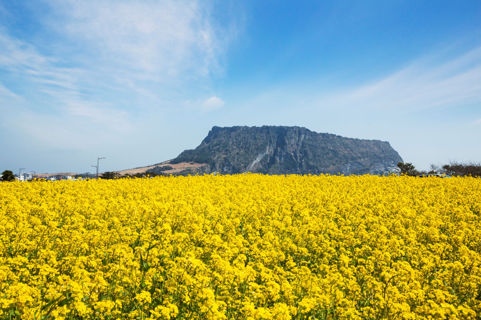 Jeju's Stunning Canola Flower Fields In Spring - Top 3 Spots